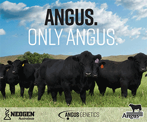 Angus Australia - Angus Australia