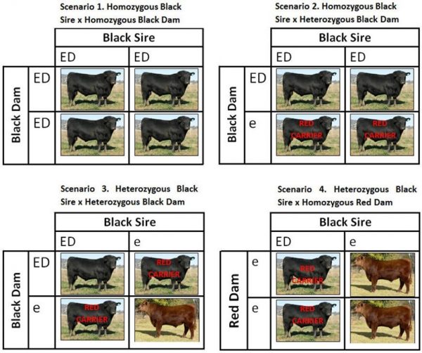 Understanding the Genetics of Coat Colour - Angus Australia
