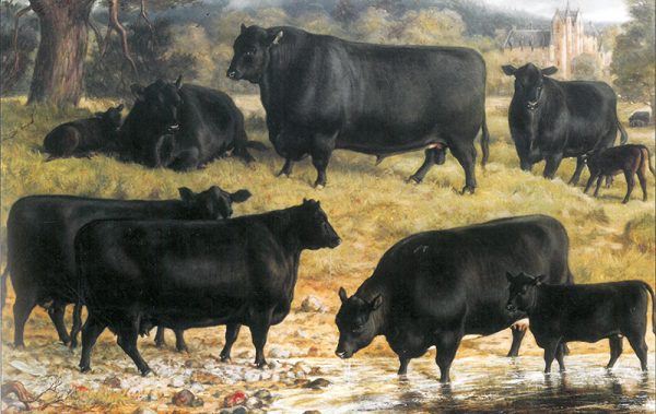 History of Angus - Angus Australia