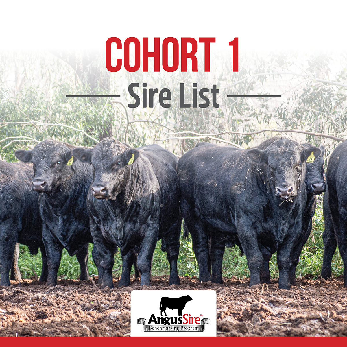 ASBP Sire Cohorts - Angus Australia