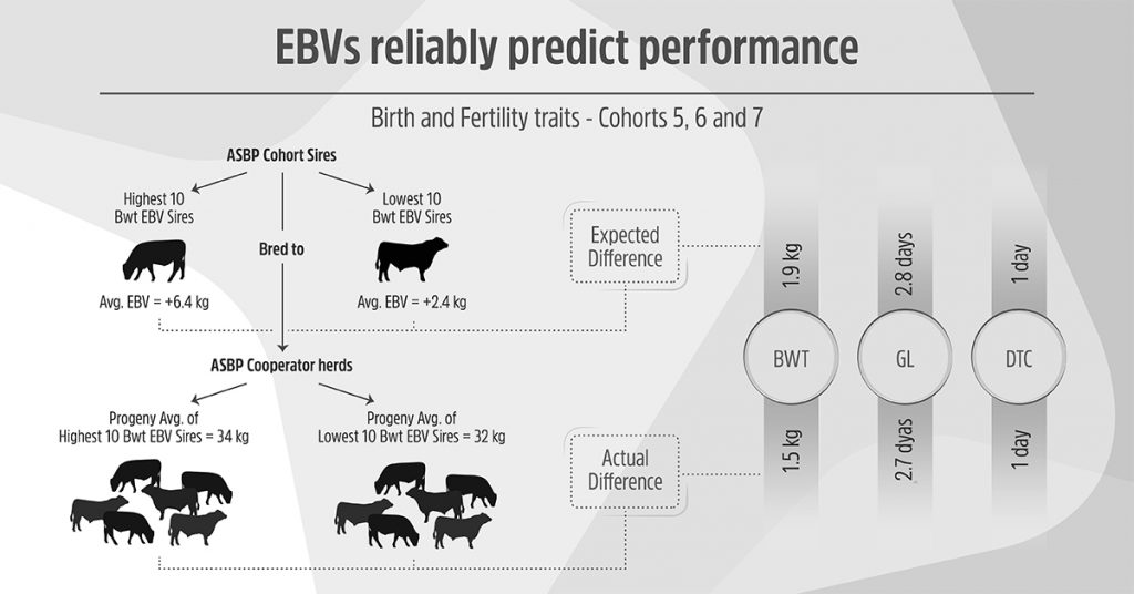 Birth and Fertility reliably predicted by EBVs - Angus Australia