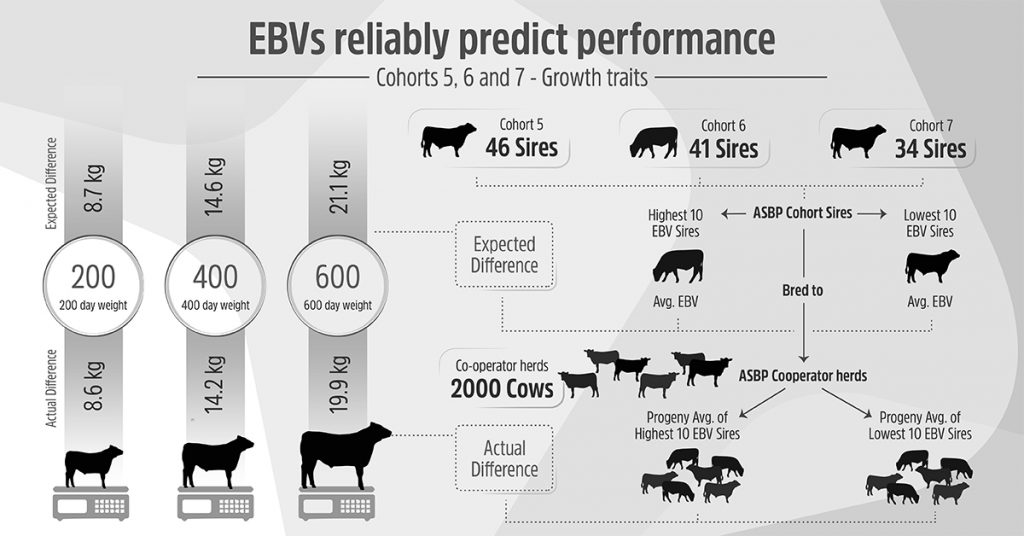Improve Growth with EBVs - Angus Australia