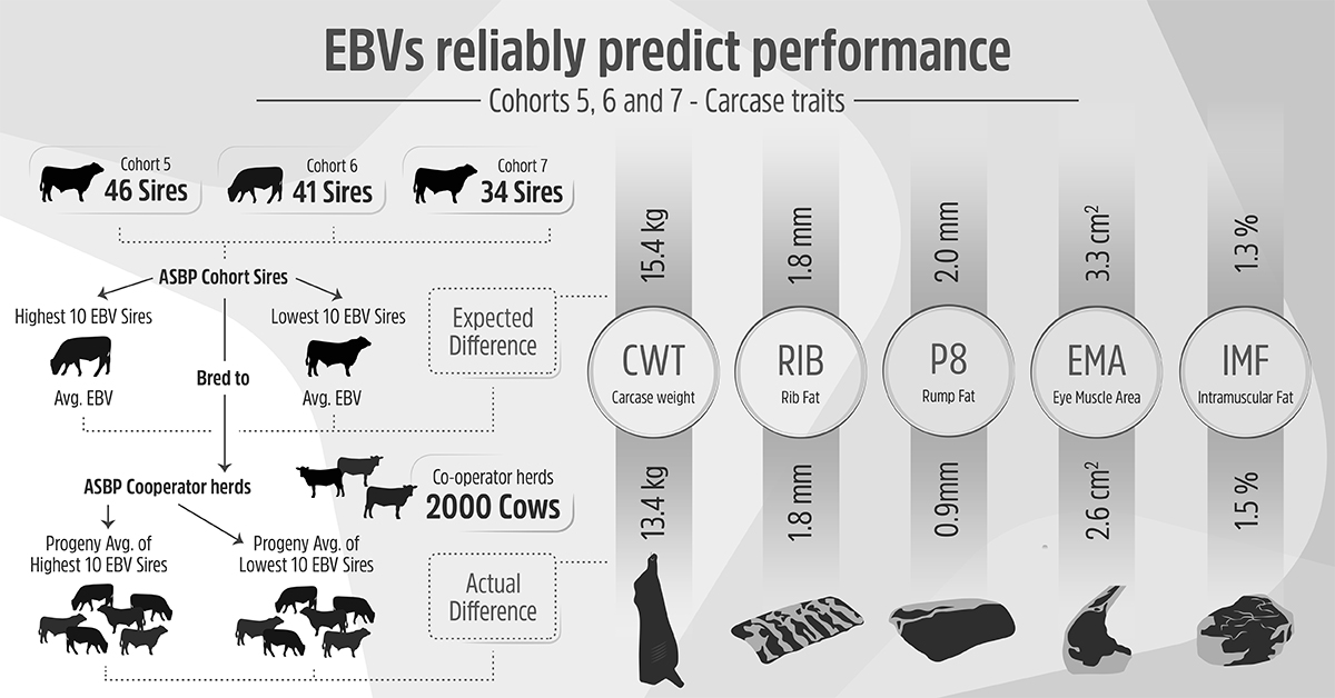 A better carcase, through better EBVs - Angus Australia