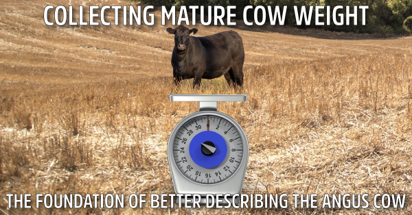 Collecting Mature Cow Weights - Angus Australia
