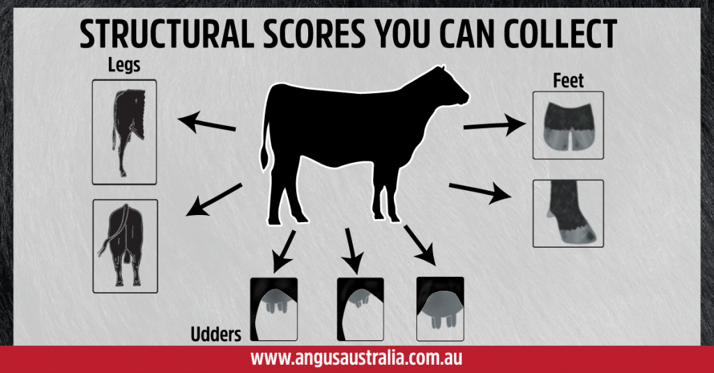 Collecting structural scores on Angus animals - Angus Australia