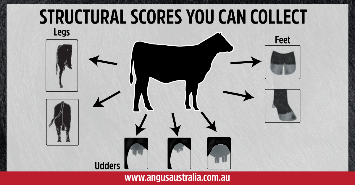 Collecting structural scores on Angus animals - Angus Australia