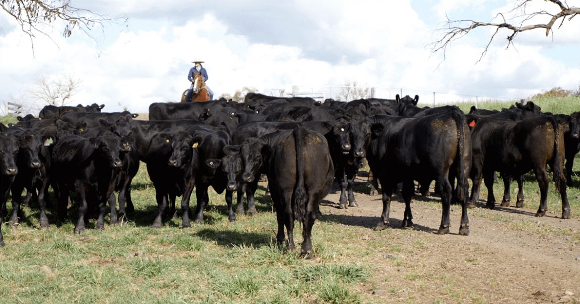 Angus Verified Producer List - Angus Australia