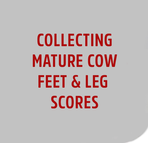 Collection Guidelines for Angus Research - Angus Australia