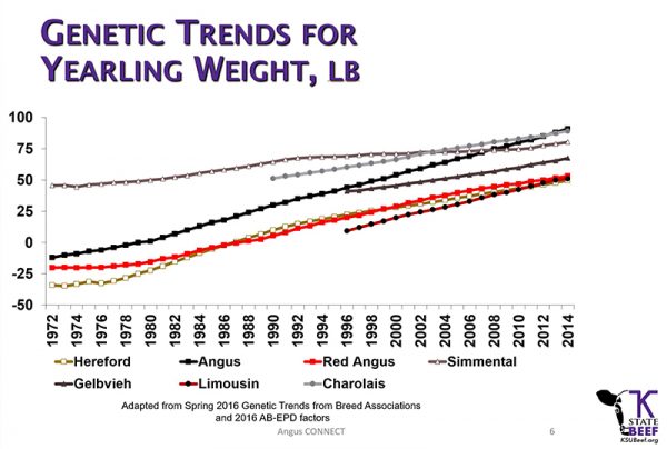 The Ideal Cow Size for Your Environment - Angus Australia