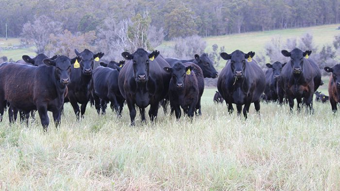 Breeding and Genetics - Angus Australia