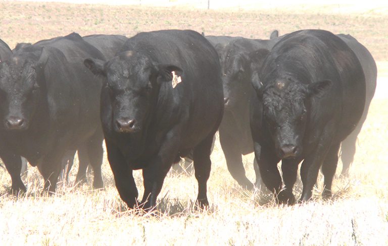Breeding and Genetics - Angus Australia