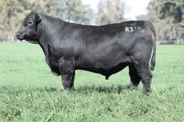 What a heck of a year for Angus bull sales! - Angus Australia