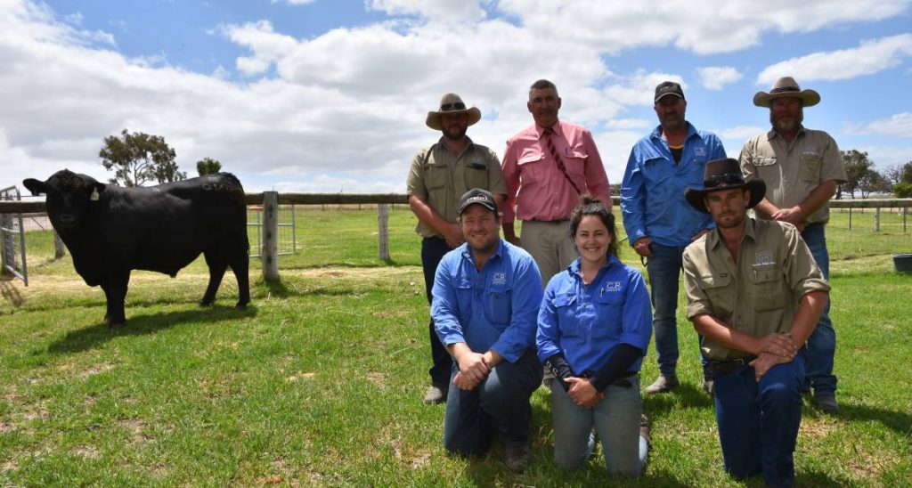 What a heck of a year for Angus bull sales! - Angus Australia