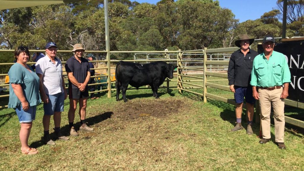 What a heck of a year for Angus bull sales! - Angus Australia