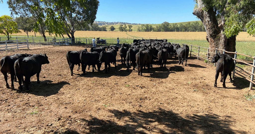 Angus thrive on the hills at Bundarbo Station - Angus Australia