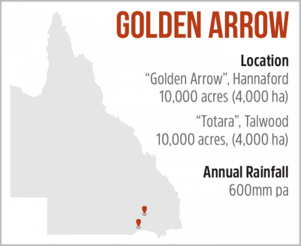 Taking Angus to the next level at Golden Arrow - Angus Australia