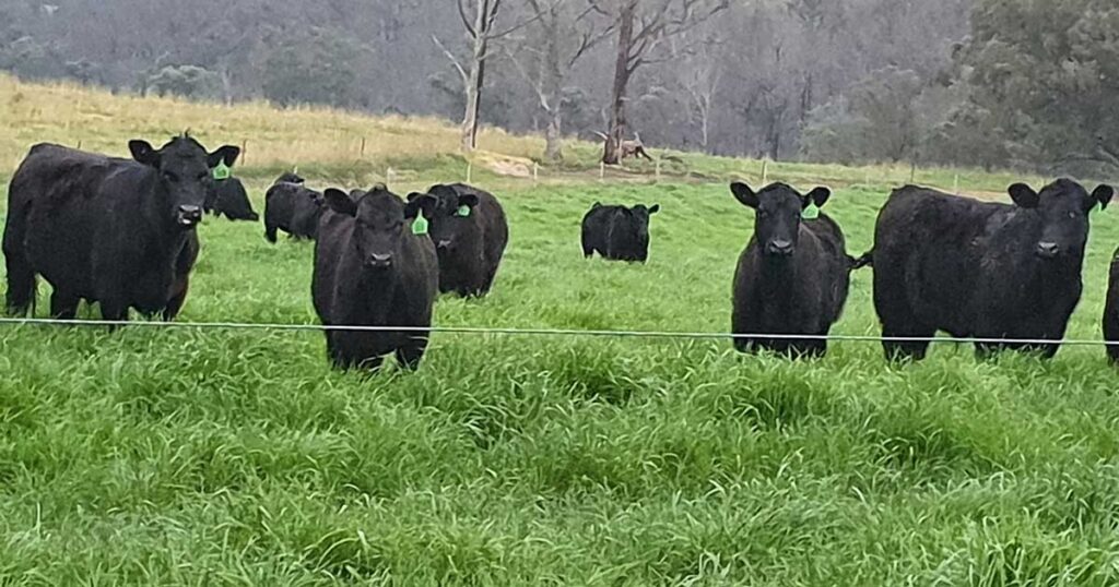 Angus cattle thrive through tough times - Angus Australia