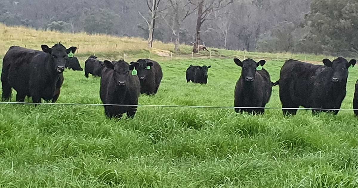 Angus cattle thrive through tough times - Angus Australia