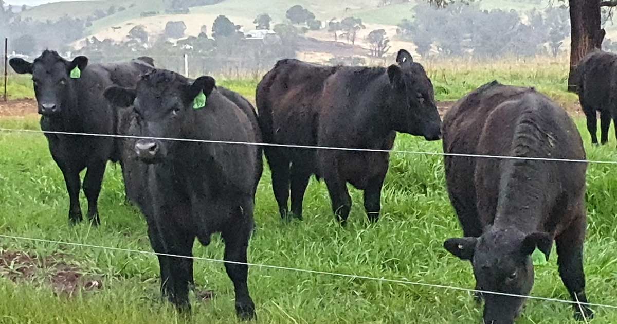 Angus cattle thrive through tough times - Angus Australia