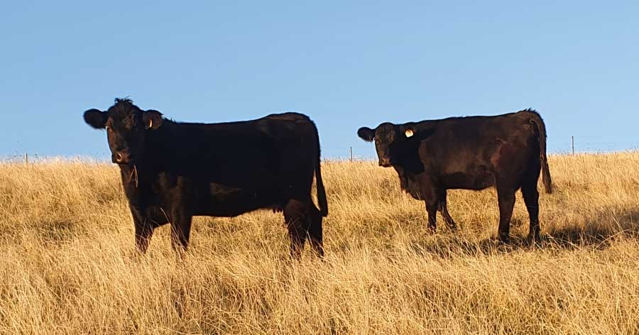 Angus cattle thrive through tough times - Angus Australia