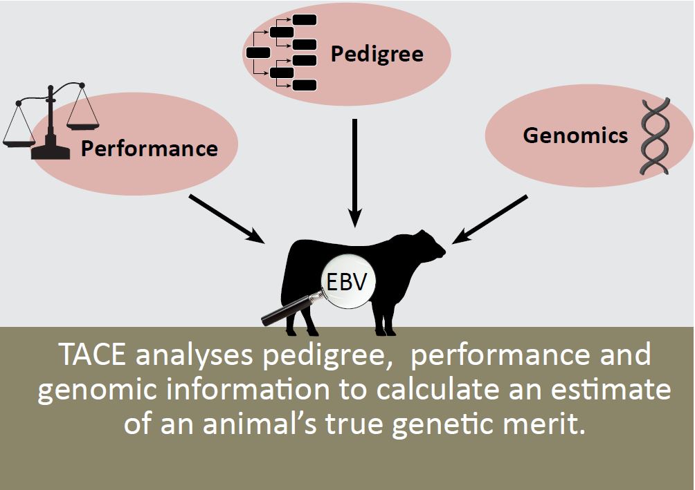 What is an EBV? - Angus Australia