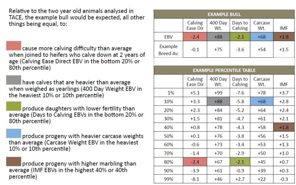 Benchmarking within the breed - Angus Australia