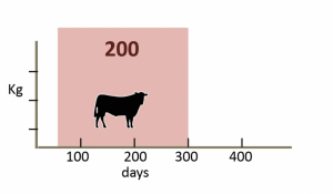 200 Day Growth - Angus Australia