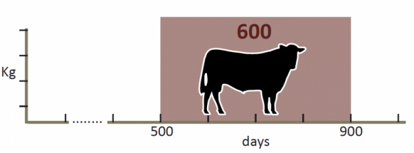 600 Day Weight - Angus Australia