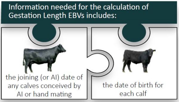 Collecting Gestation Length - Angus Australia