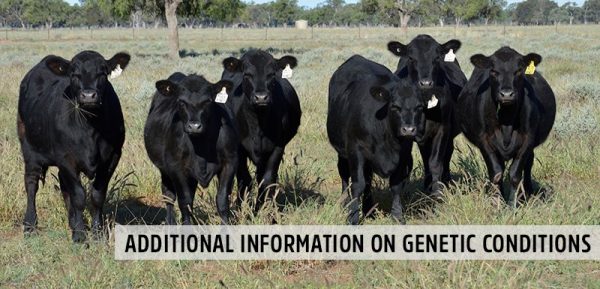 Genetic Conditions in Angus - Angus Australia