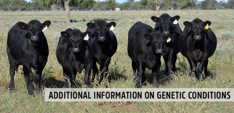 Genetic Conditions in Angus - Angus Australia