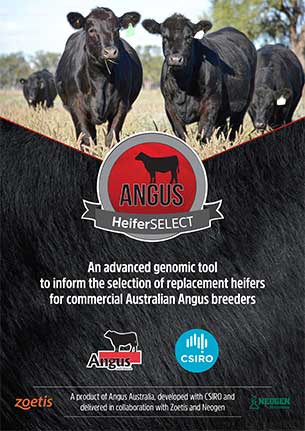 Angus HeiferSELECT - Angus Australia