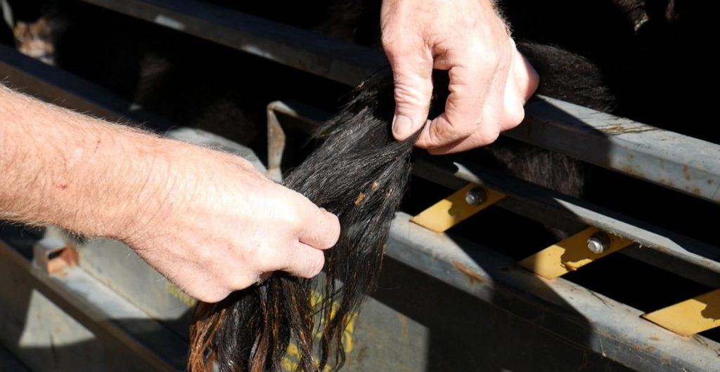 Hair Samples - Angus Australia