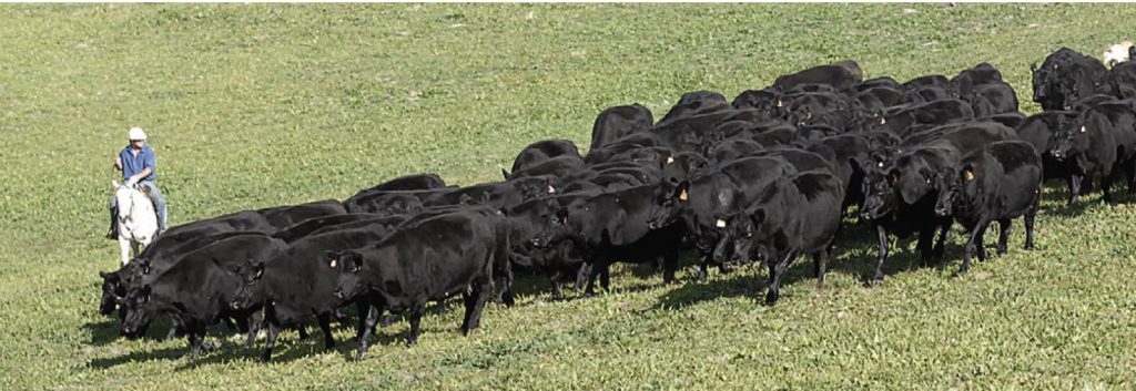 Docility - Angus Australia