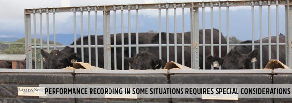 Collection Guidelines for TACE - Angus Australia