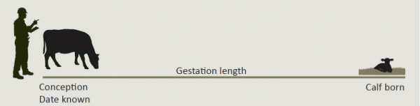 Gestation Length - Angus Australia