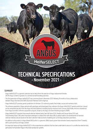 Angus HeiferSELECT - Angus Australia
