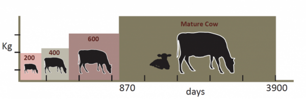Mature Cow Weight - Angus Australia