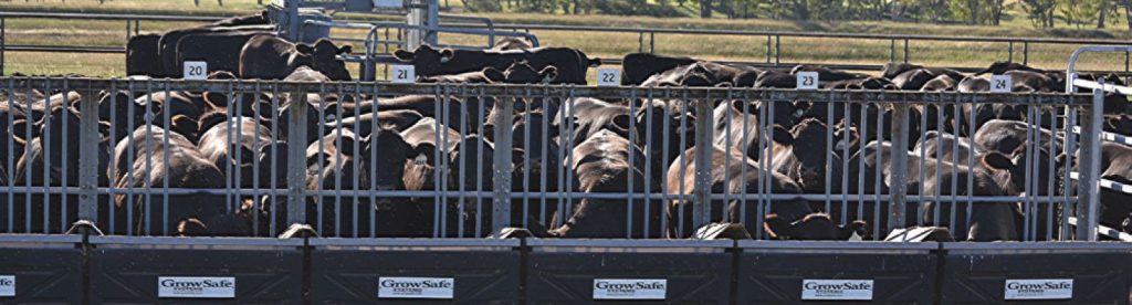 Net Feed Intake - Feedlot - Angus Australia
