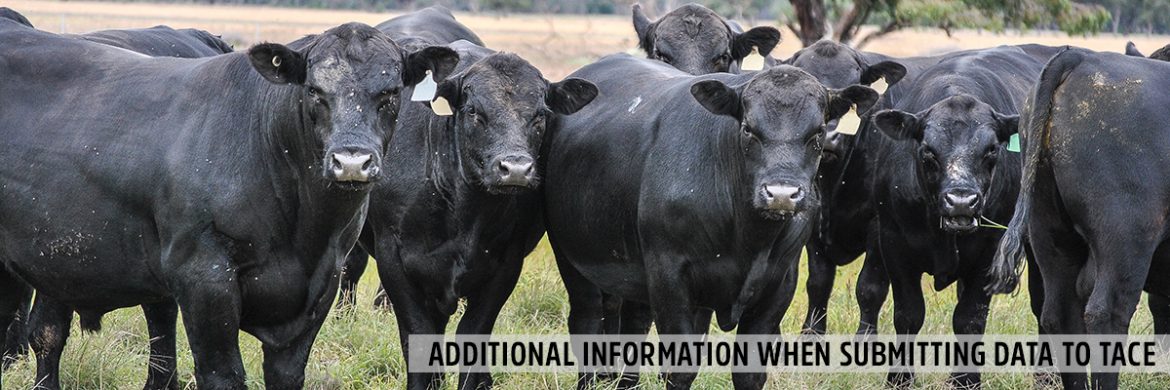 Collection Guidelines for TACE - Angus Australia