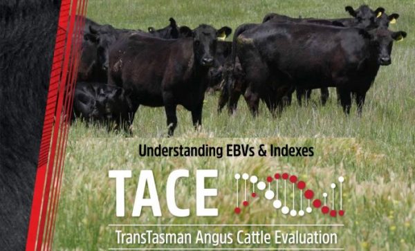 Understanding EBVs - Angus Australia