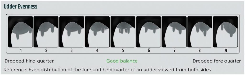 Collecting Mature Cow Udder Scores - Angus Australia