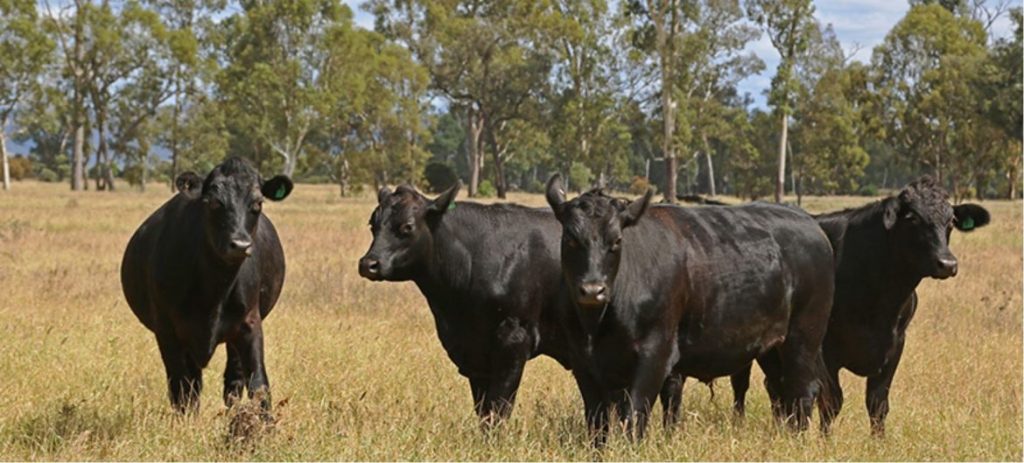 What is an RBV? - Angus Australia