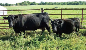 Dwarfism (DW) - Angus Australia