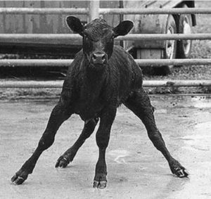 Alpha mannosidosis (MA) - Angus Australia