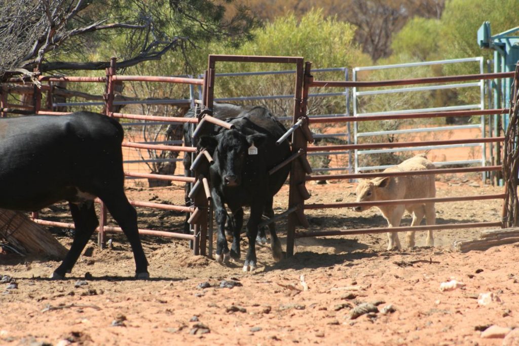 Consideration 5 - Mustering - Angus Australia