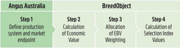 How are selection indexes calculated? - Angus Australia