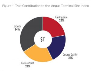 Angus Terminal Sire Index ($T) - Angus Australia