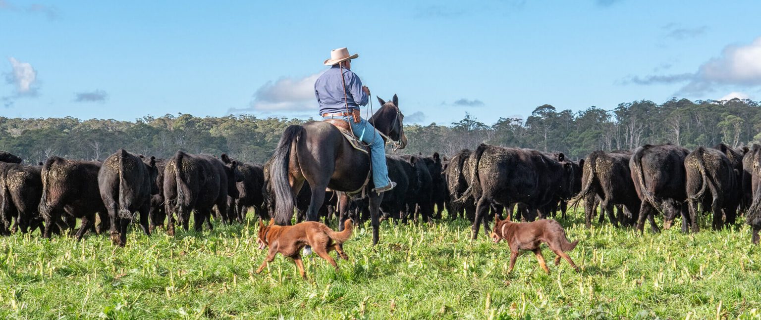 About - Angus Australia