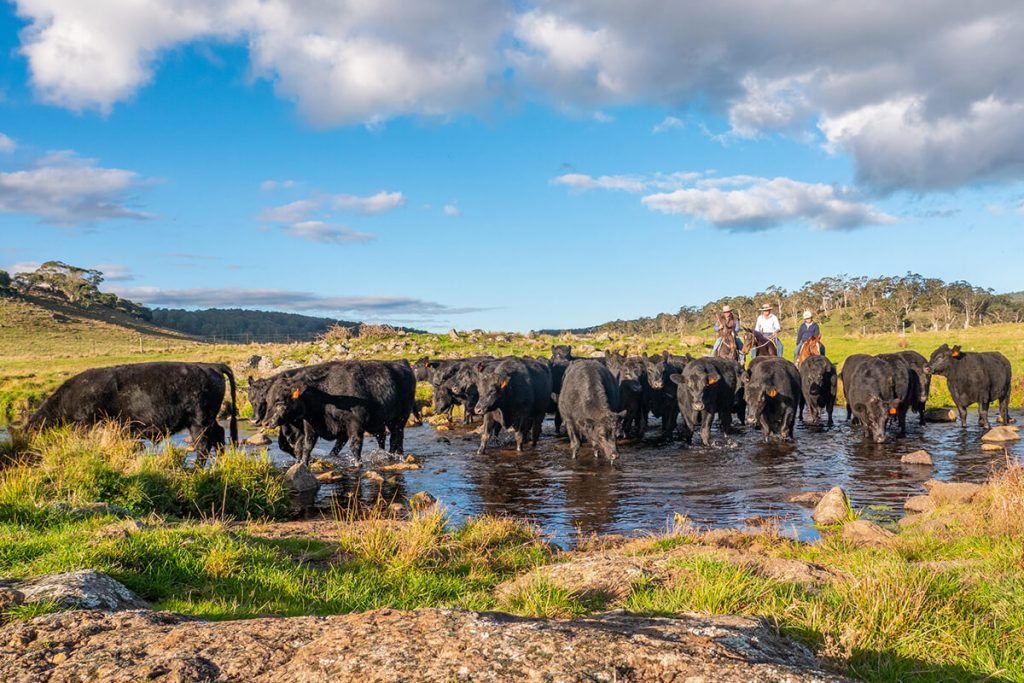 VERIFIED BLACK ANGUS BEEF - Angus Australia